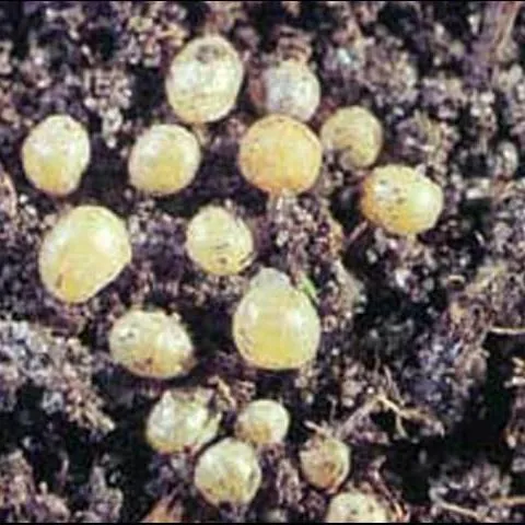 Ask IFAS: Topic - Insect Management in Your Florida Lawn