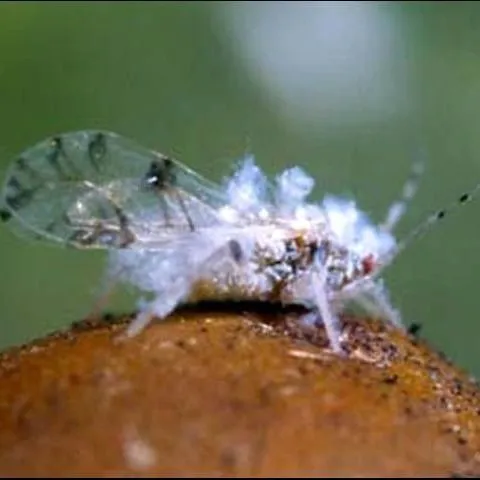 Ask IFAS: Topic - Aphids