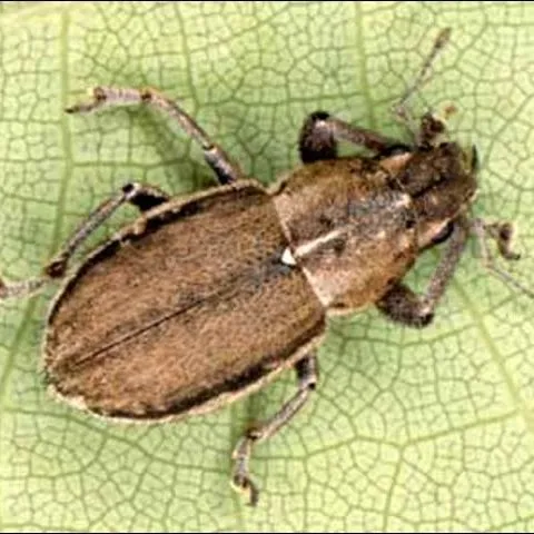 Ask IFAS: Topic - Curculionidae (snout beetles and true weevils)