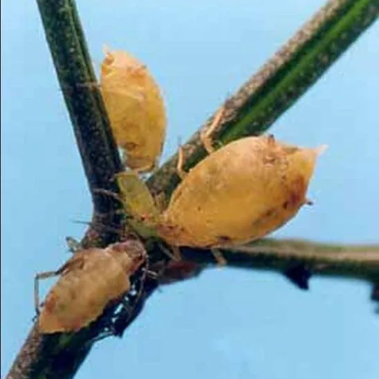 Ask IFAS: Topic - Aphids