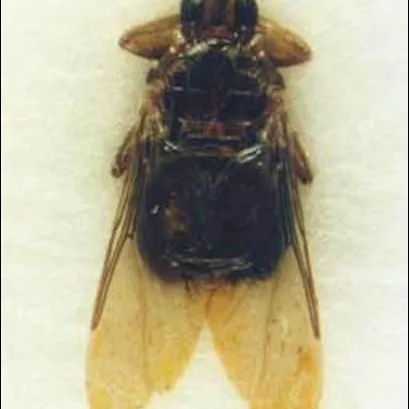 Ask IFAS: Topic - Hippoboscidae