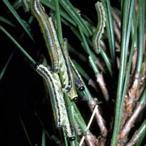 Ask IFAS: Topic - Diprionidae (conifer sawflies)