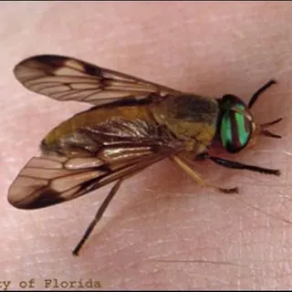 EENY320/IN595: Yellow Fly, Diachlorus ferrugatus (Fabricius) (Insecta ...