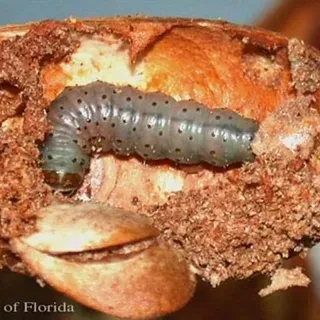 EENY336/IN613: Mahogany Shoot Borer, Hypsipyla grandella (Zeller ...