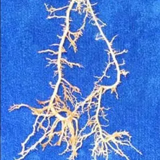 EENY340/IN617: Stubby-Root Nematode, Trichodorus obtusus Cobb (syn T ...