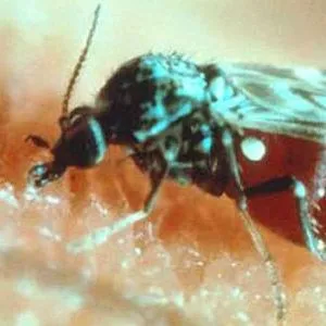 Ask IFAS: Unit - Florida Medical Entomology Lab