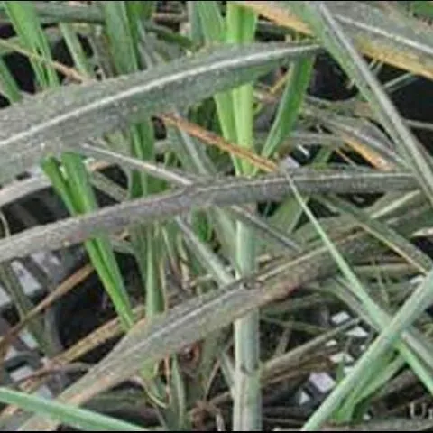 Ask IFAS: Topic - Aphids