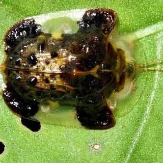 EENY-392/IN710: Clavate Tortoise Beetle, Plagiometriona clavata ...