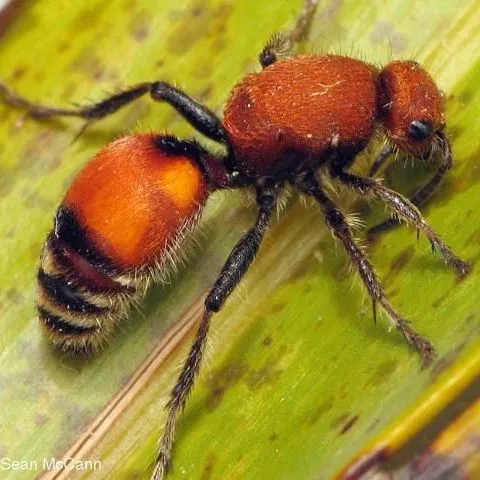 Ask IFAS: Topic - Insects