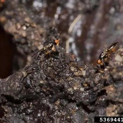 Ask IFAS: Topic - Piophilidae