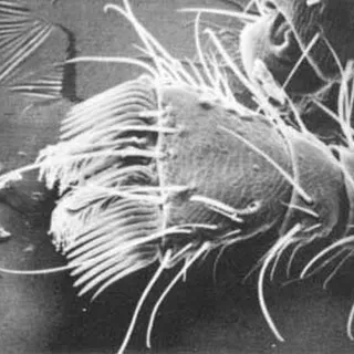 EENY472/IN845: Bee Louse, Bee Fly, Braulid, Braula coeca Nitzsch ...