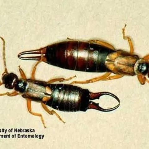 Ask IFAS: Topic - Forficulidae