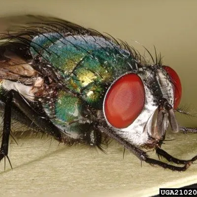 Ask IFAS: Topic - Forensic Entomology