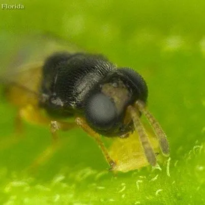Ask IFAS: Topic - Encyrtidae