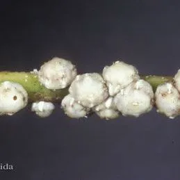 EENY-510/IN913: Florida Wax Scale, Ceroplastes floridensis Comstock