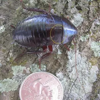 EENY-514/IN915: Florida Woods Cockroach (AKA Palmetto Bug) Eurycotis ...