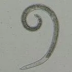 EENY-544/IN973: Spiral Nematode Helicotylenchus spp. (Nematoda ...