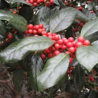 ENH42/MG021: Hollies at a Glance