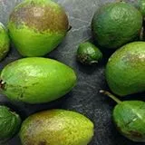 PP-232/PG133: Florida Plant Disease Management Guide: Guava (Psidium ...