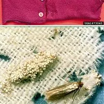 Ask IFAS: Topic - Pesticide Safety and Handling