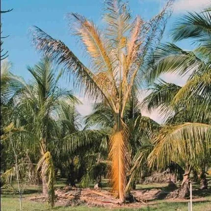 Ask IFAS: Topic - Palm Diseases