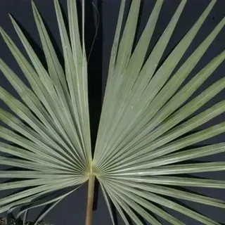 PP 246/PP166: Palm Problems: Field and Laboratory Diagnosis