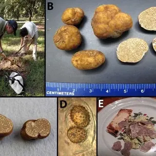 PP330/PP330: The Pecan Truffle (Tuber lyonii): A Gourmet Truffle Native ...