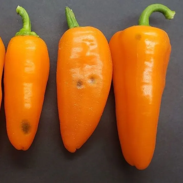 Ask IFAS: Unit - Plant Pathology