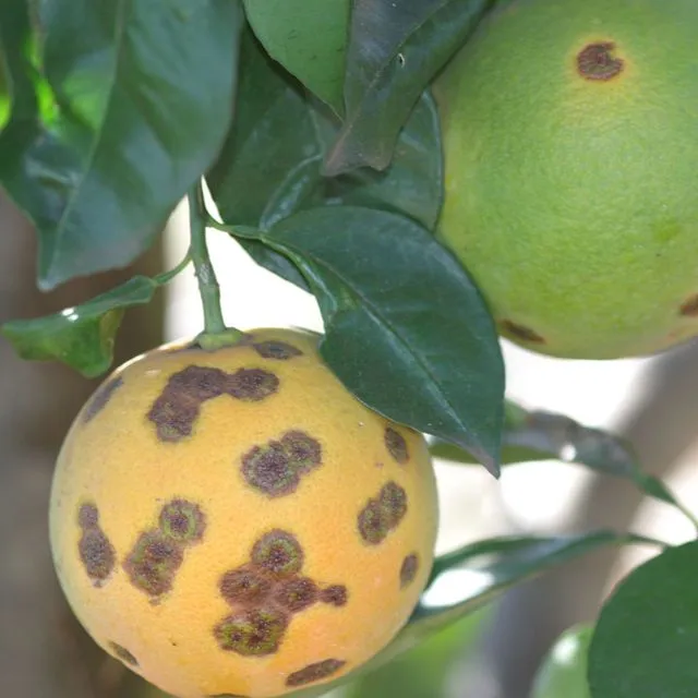 Ask IFAS: Unit - Citrus REC