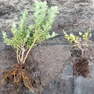 PP374/PP374: Phytophthora Root Rot on Southern Highbush Blueberry in ...