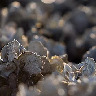 Ask IFAS: Topic - Climate Change