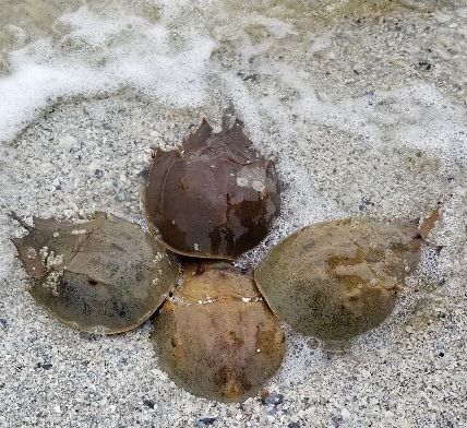 SG190/SG190: The American Horseshoe Crab (Limulus polyphemus)