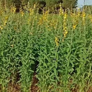 SL476/SS689: Hemp Fertilization: Current Knowledge, Gaps and Efforts in ...