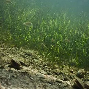 Ask IFAS: Topic - Ocean Acidification