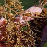 Ask IFAS: Topic - Biodiversity