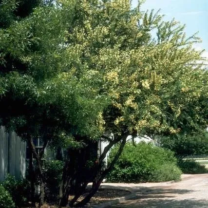 Ask IFAS: Topic - Acacia