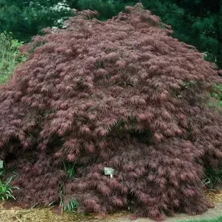 ENH-185/ST026: Acer palmatum var. dissectum: 'Dissectum’ Japanese Maple