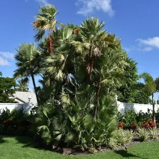 ENH-217/ST058: Acoelorrhaphe wrightii: Paurotis Palm