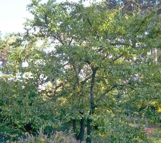 ENH262/ST103: Bumelia lanuginosa: Chittamwood