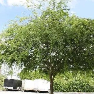 ENH265/ST106: Caesalpinia granadillo: Bridalveil tree