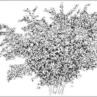 ENH268/ST109: Calliandra surinamensis: Pink Powderpuff