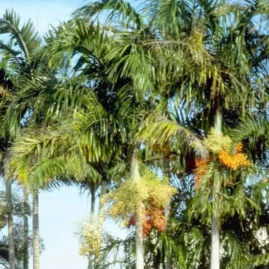 Ask IFAS: Topic - Palm Varieties