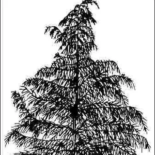 ENH294/ST135: Cedrus deodara 'Kashmir': 'Kashmir' Deodar Cedar