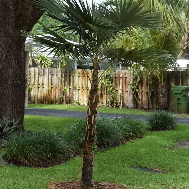 Ask IFAS: Topic - Palm Varieties