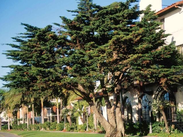 ENH383/ST224: Cupressus macrocarpa: Monterey Cypress