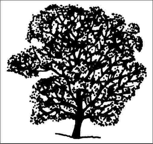 ENH477/ST318: Jacaranda mimosifolia 'Alba': 'Alba' Jacaranda