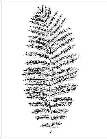 ENH477/ST318: Jacaranda mimosifolia 'Alba': 'Alba' Jacaranda