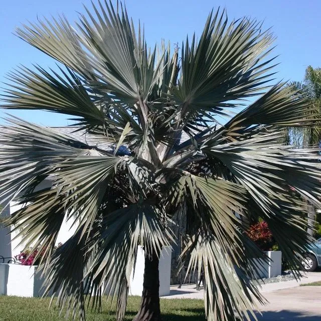 Ask IFAS: Topic - Palm Varieties