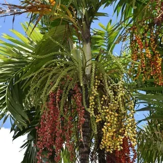 ENH-693/ST535: Ptychosperma macarthurii: Macarthur Palm