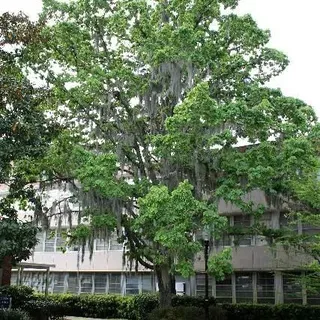 ENH-699/ST541: Quercus alba: White Oak